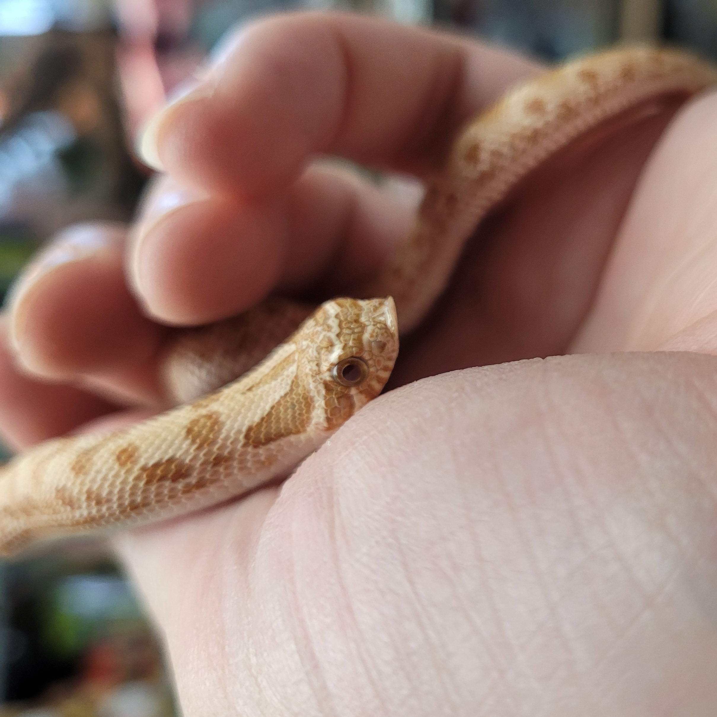 Hognose Toffee Western Snake Females | High Desert Geckos Exotic Pets ...