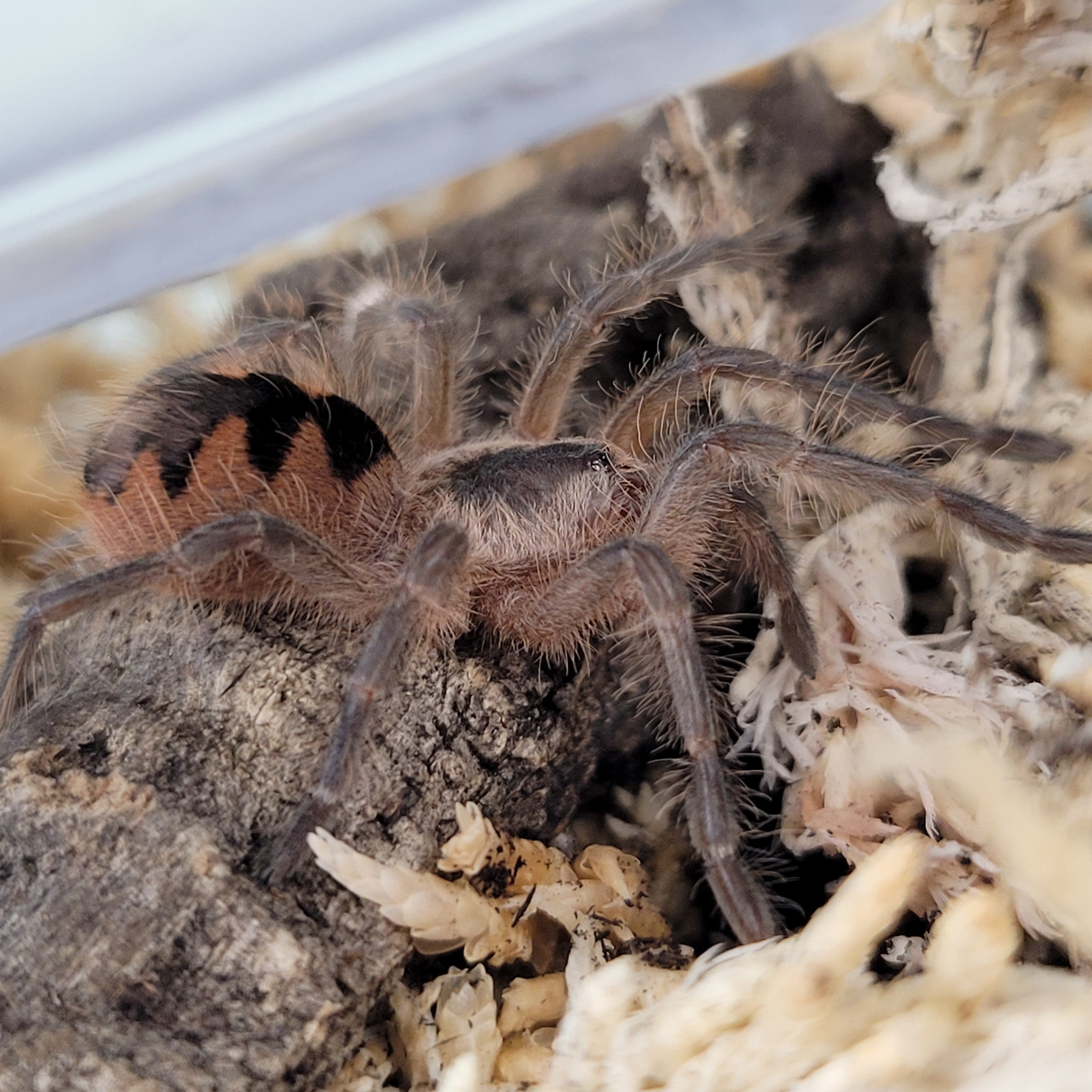 Arachnid Pink Bloom 1.5" | High Desert Geckos Exotic Pets & Supplies