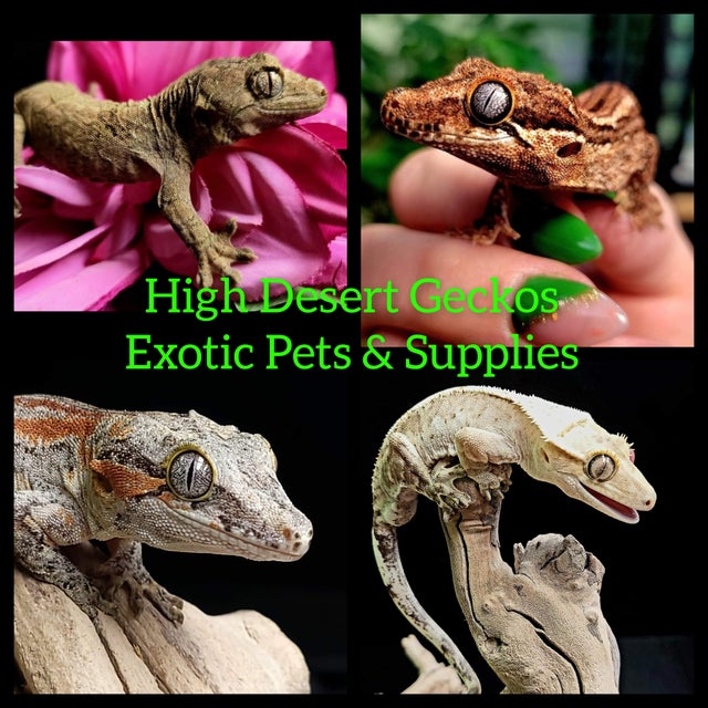 Available Animals | High Desert Geckos Exotic Pets & Supplies