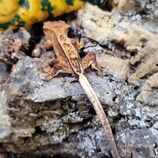 Crested Gecko CG13