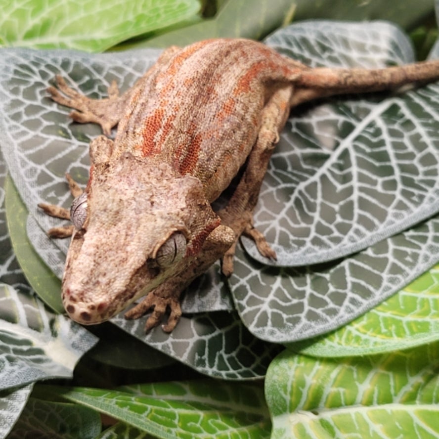 Available Animals | High Desert Geckos Exotic Pets & Supplies