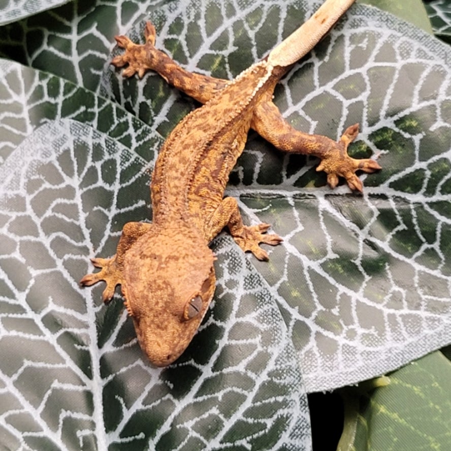 Available Animals | High Desert Geckos Exotic Pets & Supplies