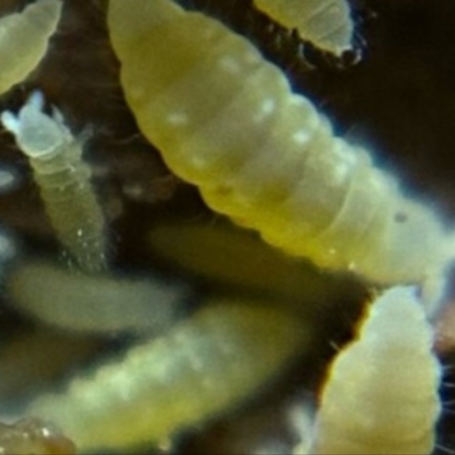 Springtails Yellow Albino | High Desert Geckos Exotic Pets & Supplies