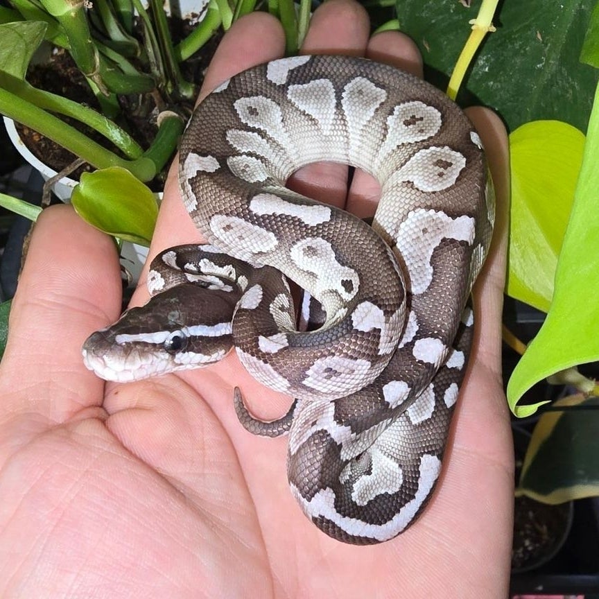 Ball Python Snake Axanthic Prob. Female | High Desert Geckos Exotic ...