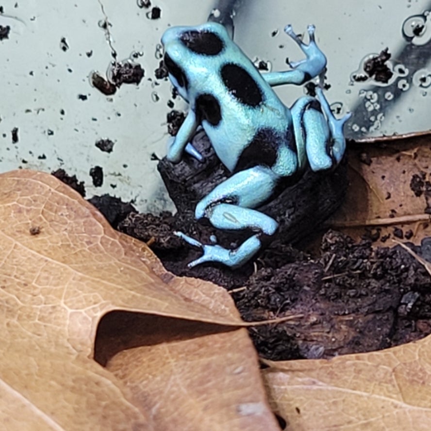Dart Frog Turquoise & Black Auratus | High Desert Geckos Exotic Pets ...